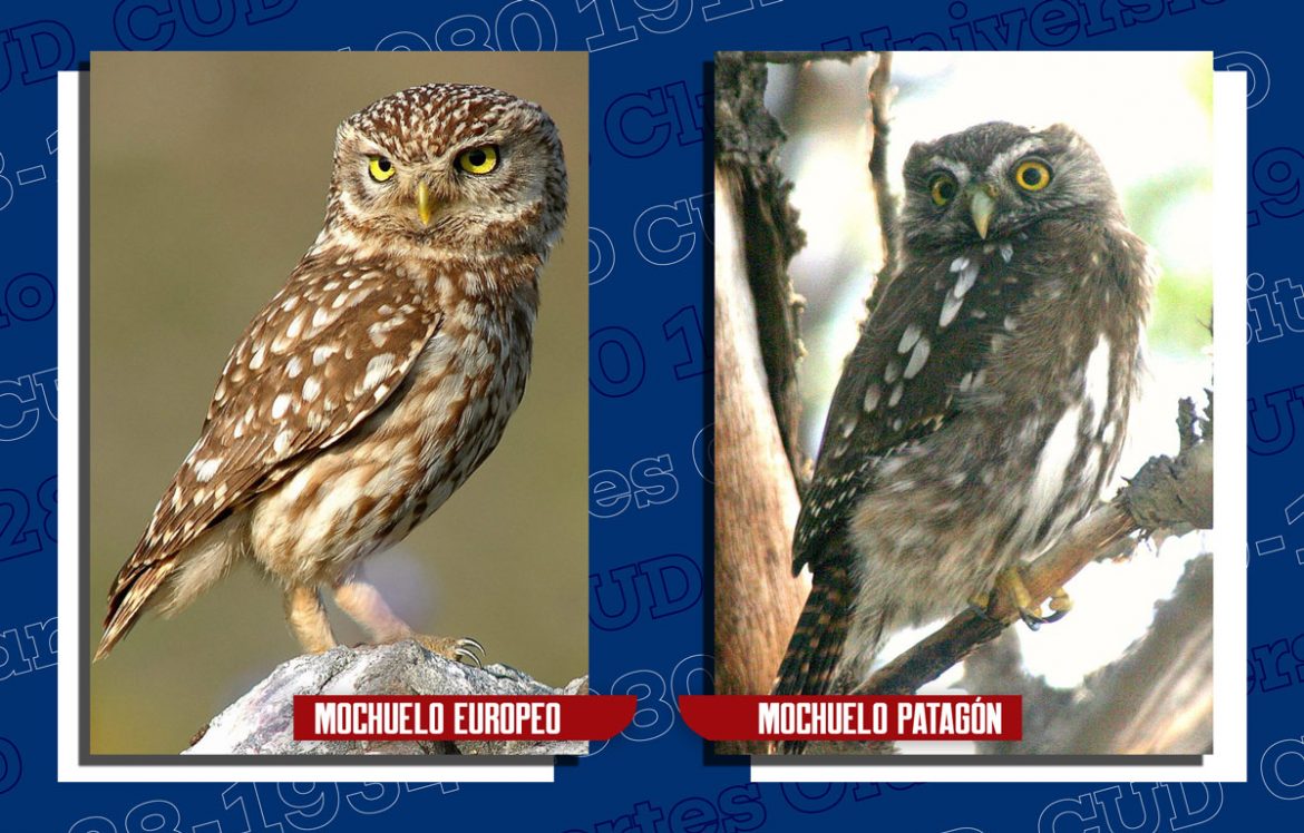 El chuncho y los símbolos de la “U” – Asifuch